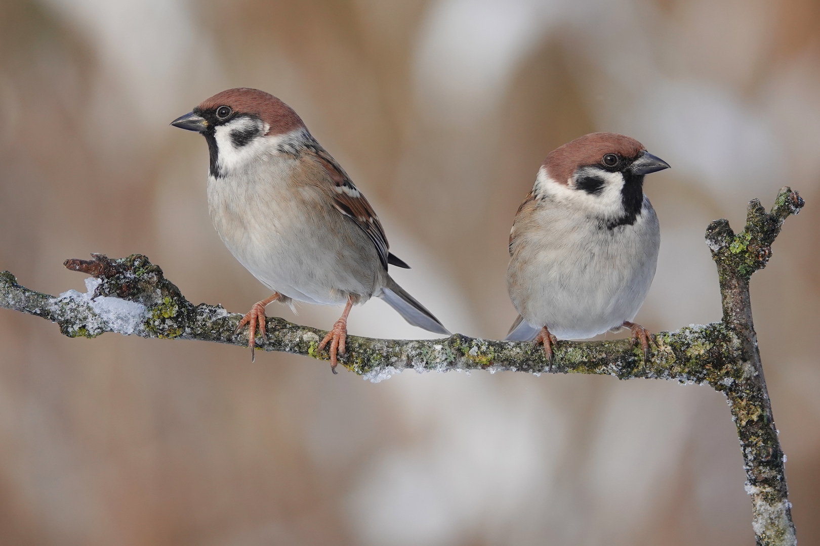 Feldsperling Foto & Bild | tiere, wildlife, wild lebende vögel Bilder ...