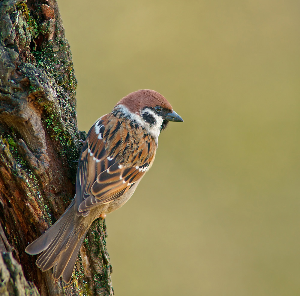 Feldsperling Foto & Bild | tiere, wildlife, wild lebende vögel Bilder ...