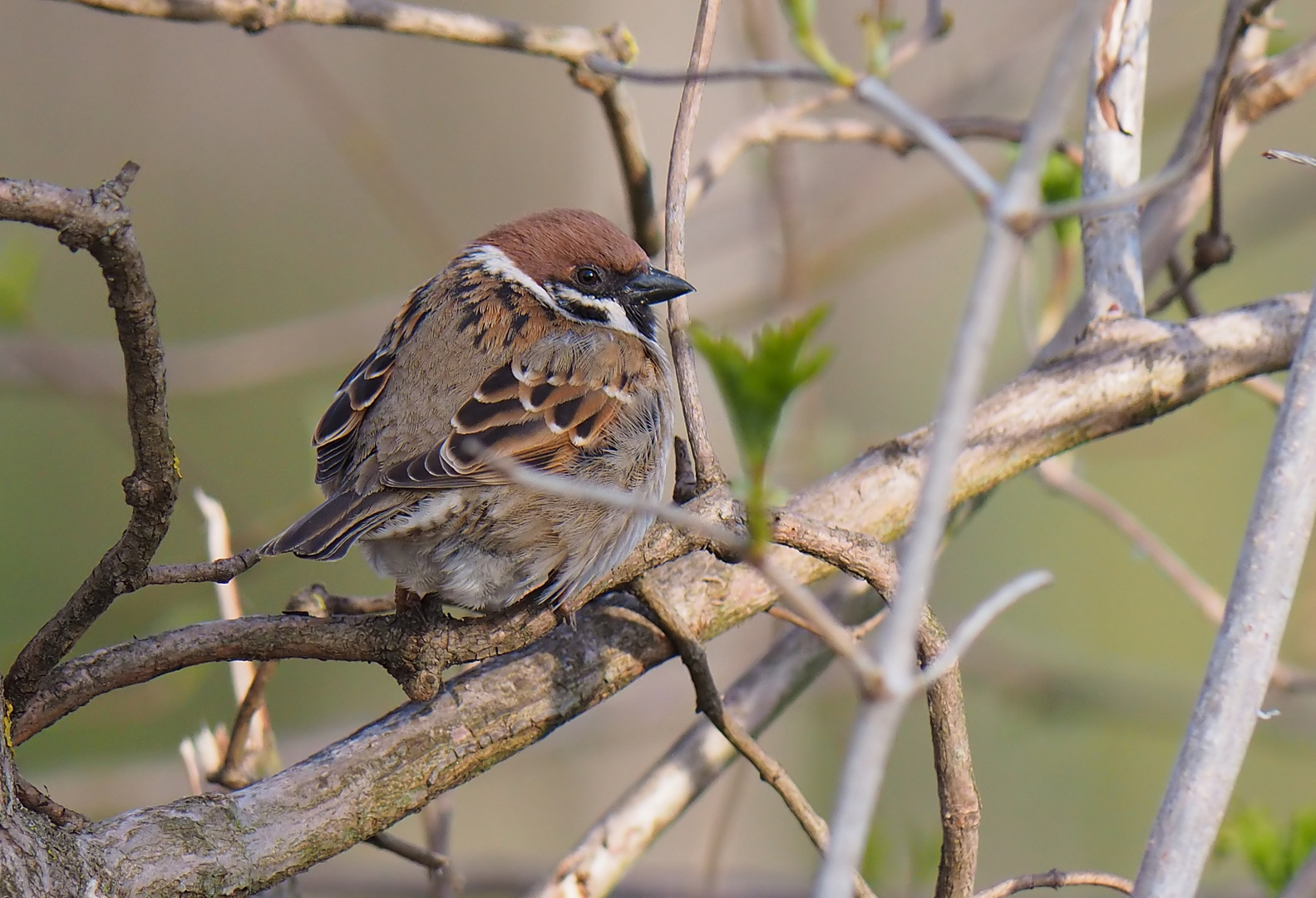 Feldsperling Foto & Bild | natur, sperling, tiere Bilder auf fotocommunity