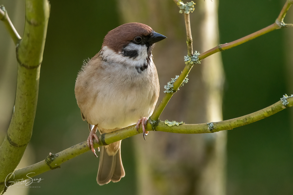 Feldsperling Foto & Bild | tiere, wildlife, natur Bilder auf fotocommunity