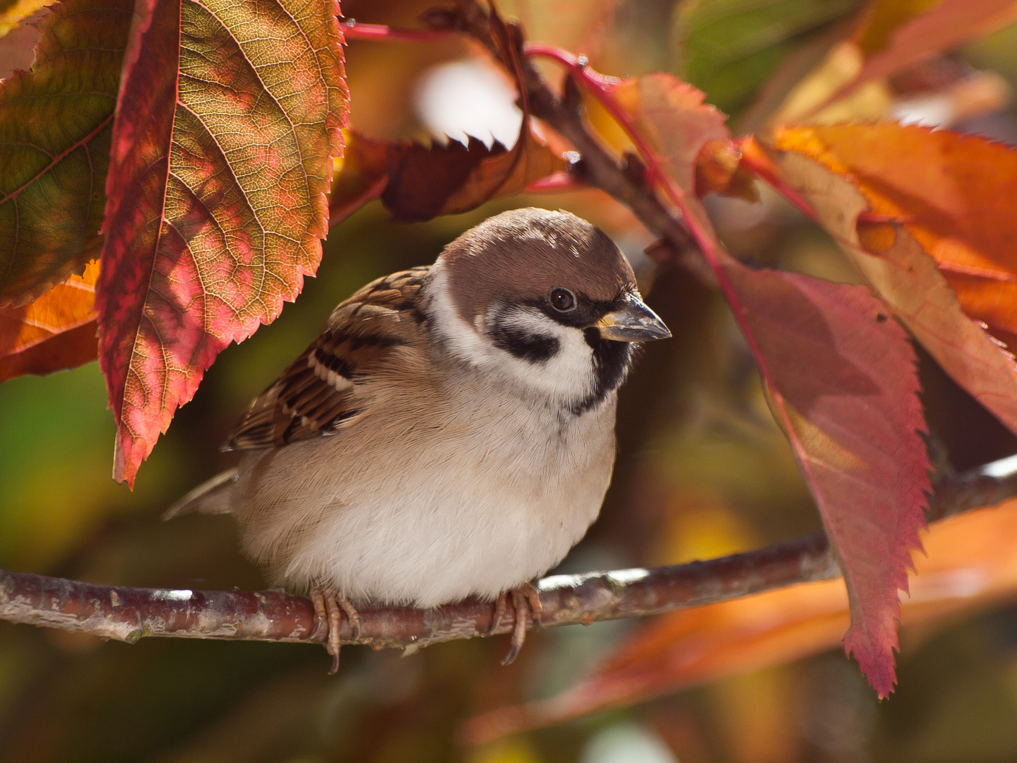 Feldsperling Foto & Bild | tiere, wildlife, wild lebende vögel Bilder ...