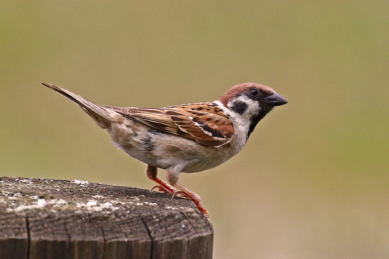 Feldsperling Foto & Bild | natur, sperling, tiere Bilder auf fotocommunity