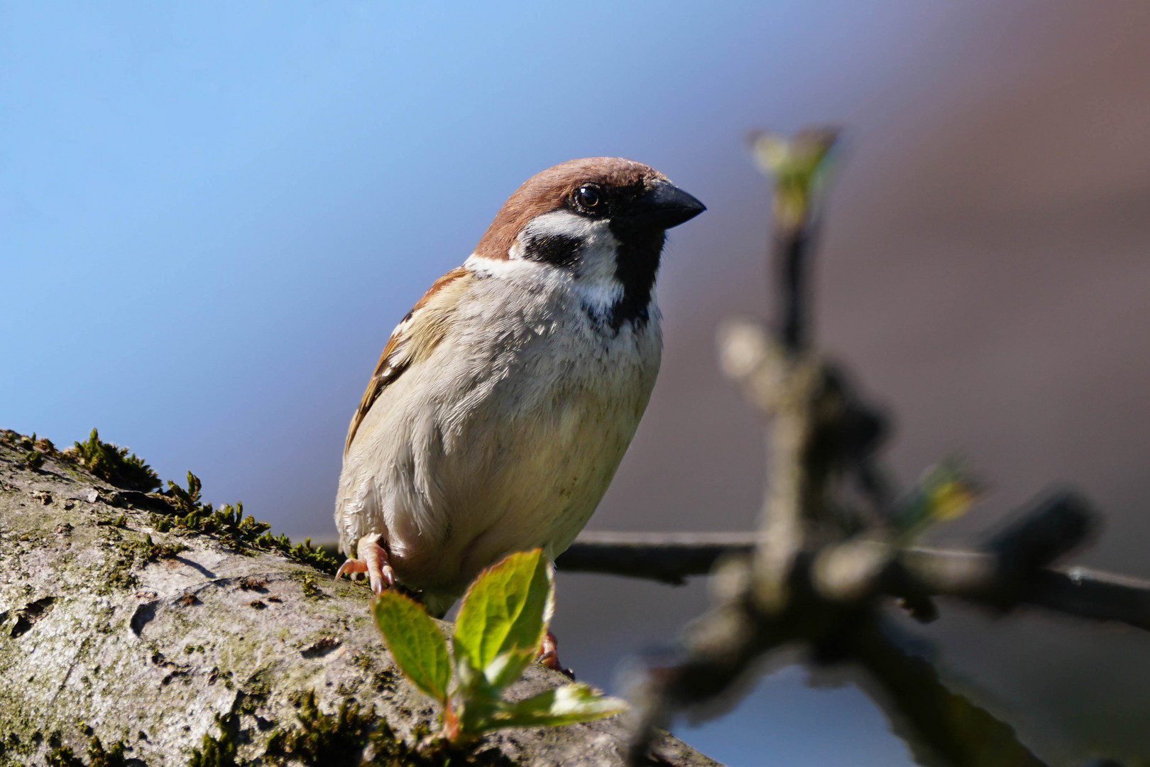 Feldsperling Foto & Bild | tiere, wildlife, wild lebende vögel Bilder ...