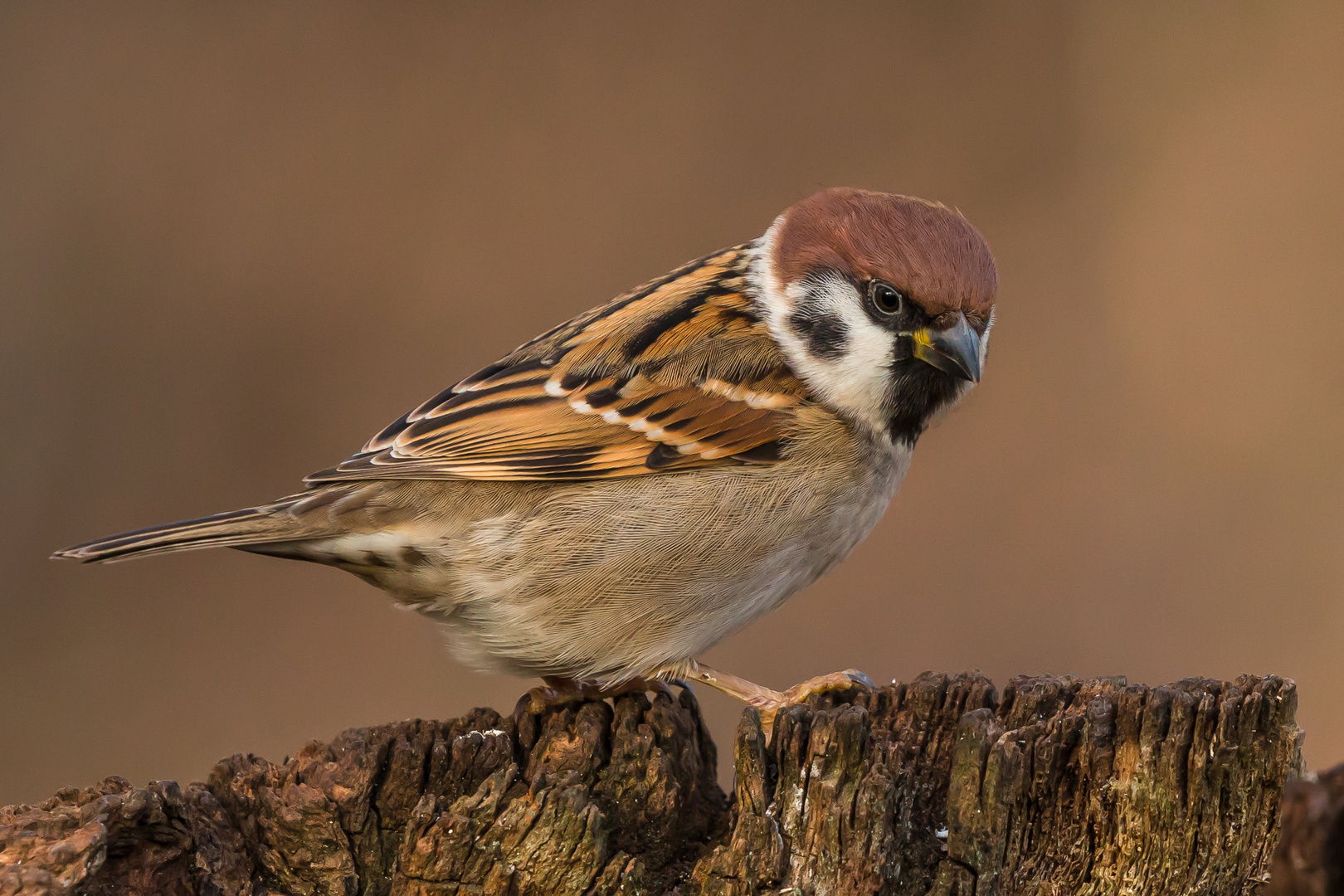 Feldsperling Foto & Bild | natur, vogel, sperlinge Bilder auf fotocommunity