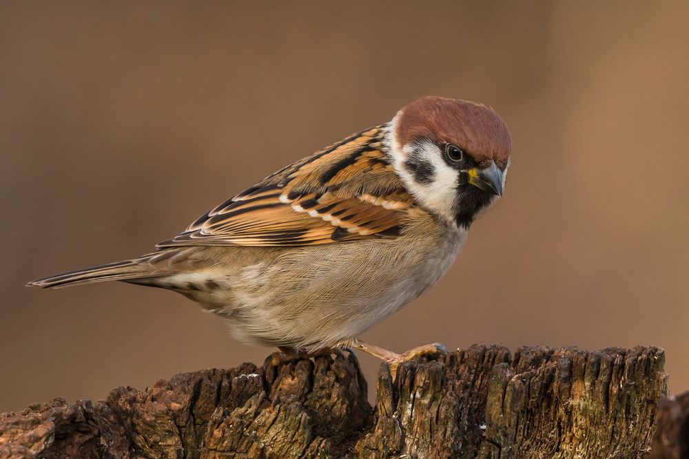 Feldsperling Foto & Bild | natur, vogel, sperlinge Bilder auf fotocommunity