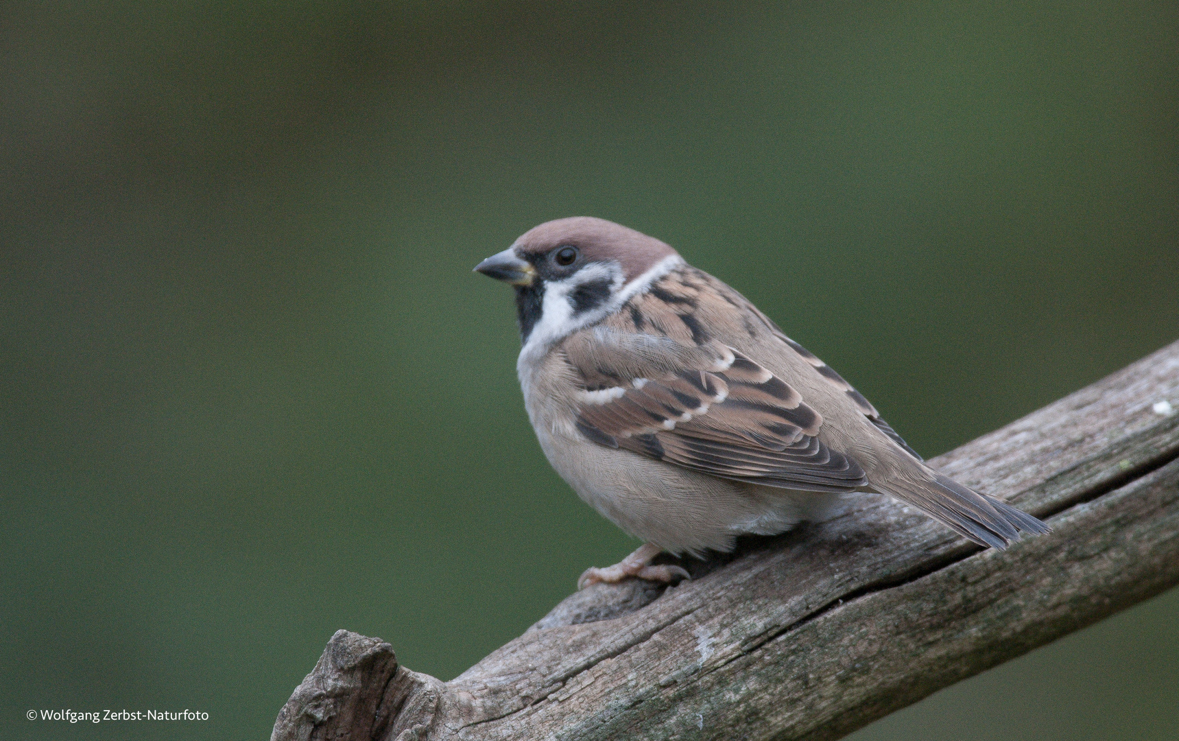 Feldsperling --- Foto & Bild | fotos, winter, frühling Bilder auf ...