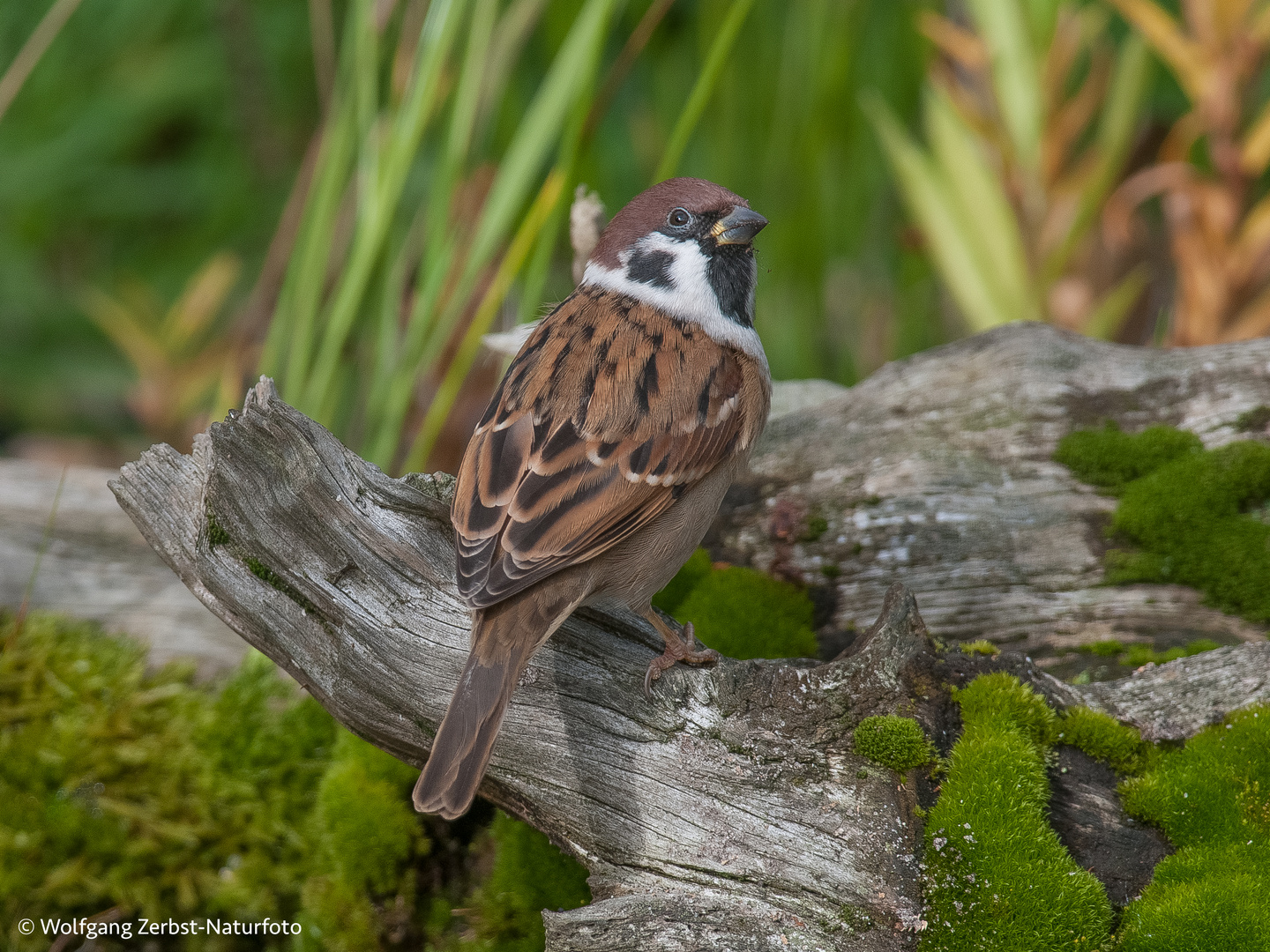-- Feldsperling -- Foto & Bild | fotos, natur, tiere Bilder auf ...