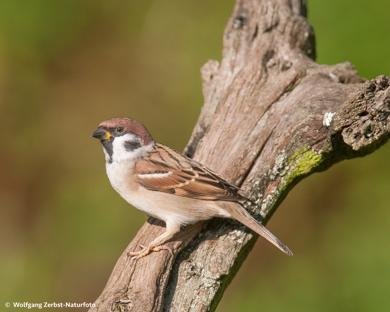Feldsperling --- Foto & Bild | natur Bilder auf fotocommunity