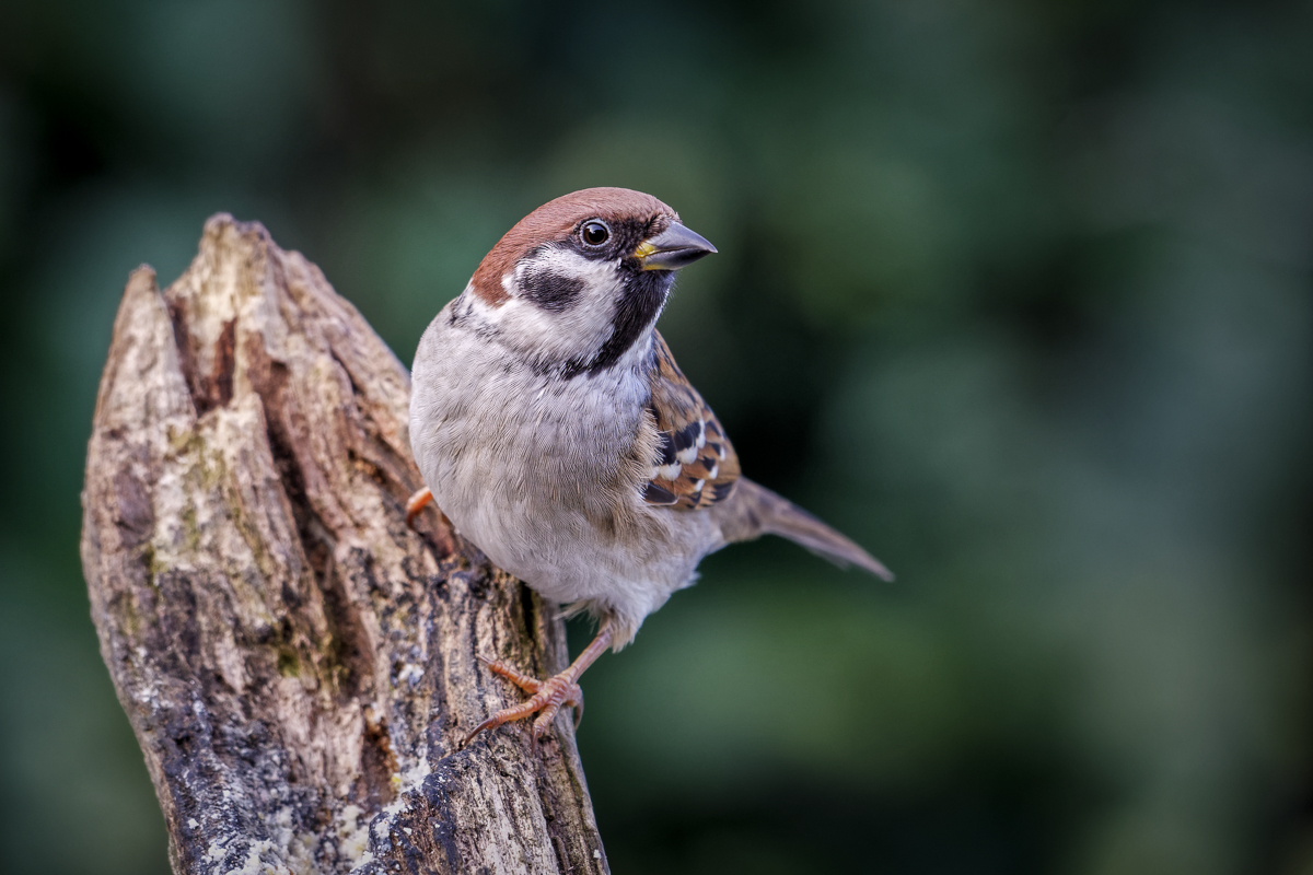 Feldsperling Foto & Bild | tiere, wildlife, wild lebende vögel Bilder ...
