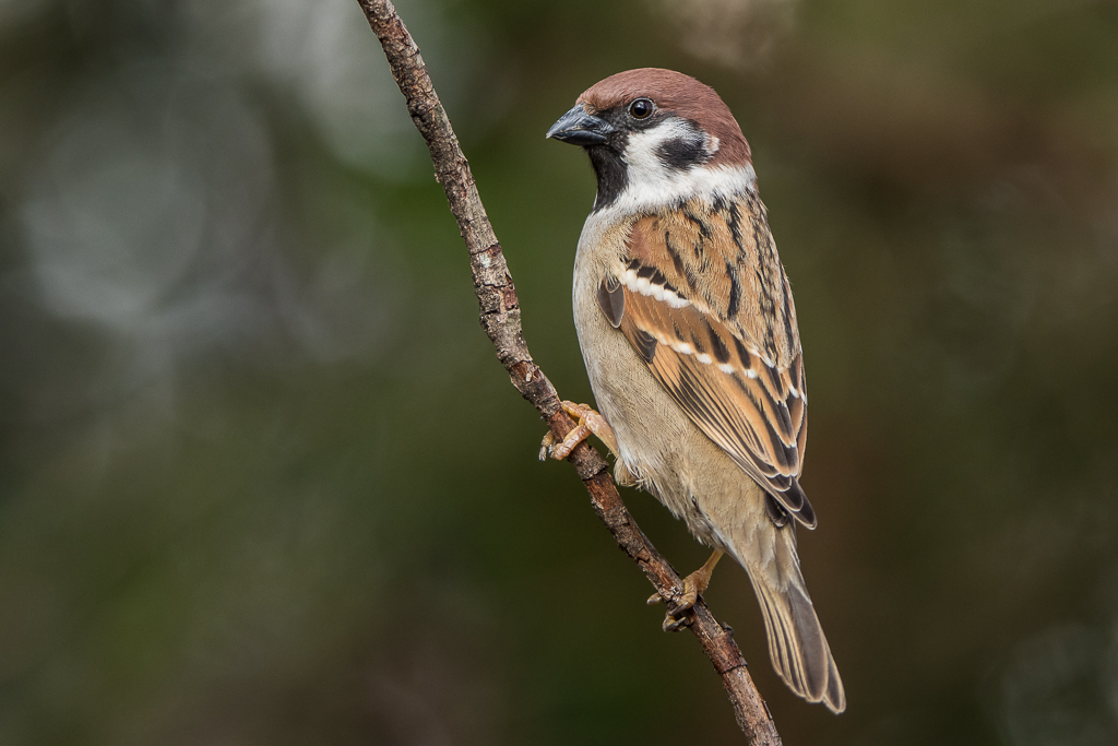 Feldsperling Foto & Bild | tiere, wildlife, wild lebende vögel Bilder ...