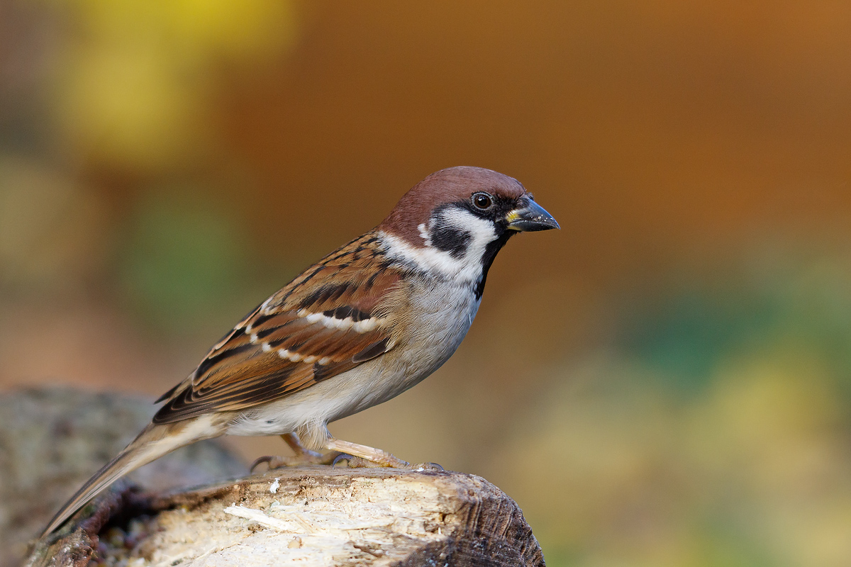 Feldsperling Foto & Bild | tiere, wildlife, wild lebende vögel Bilder ...
