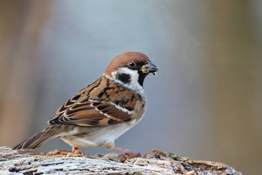 Feldsperling - Bild & Foto von Walter Weigelt aus Meine Besten 2012 ...