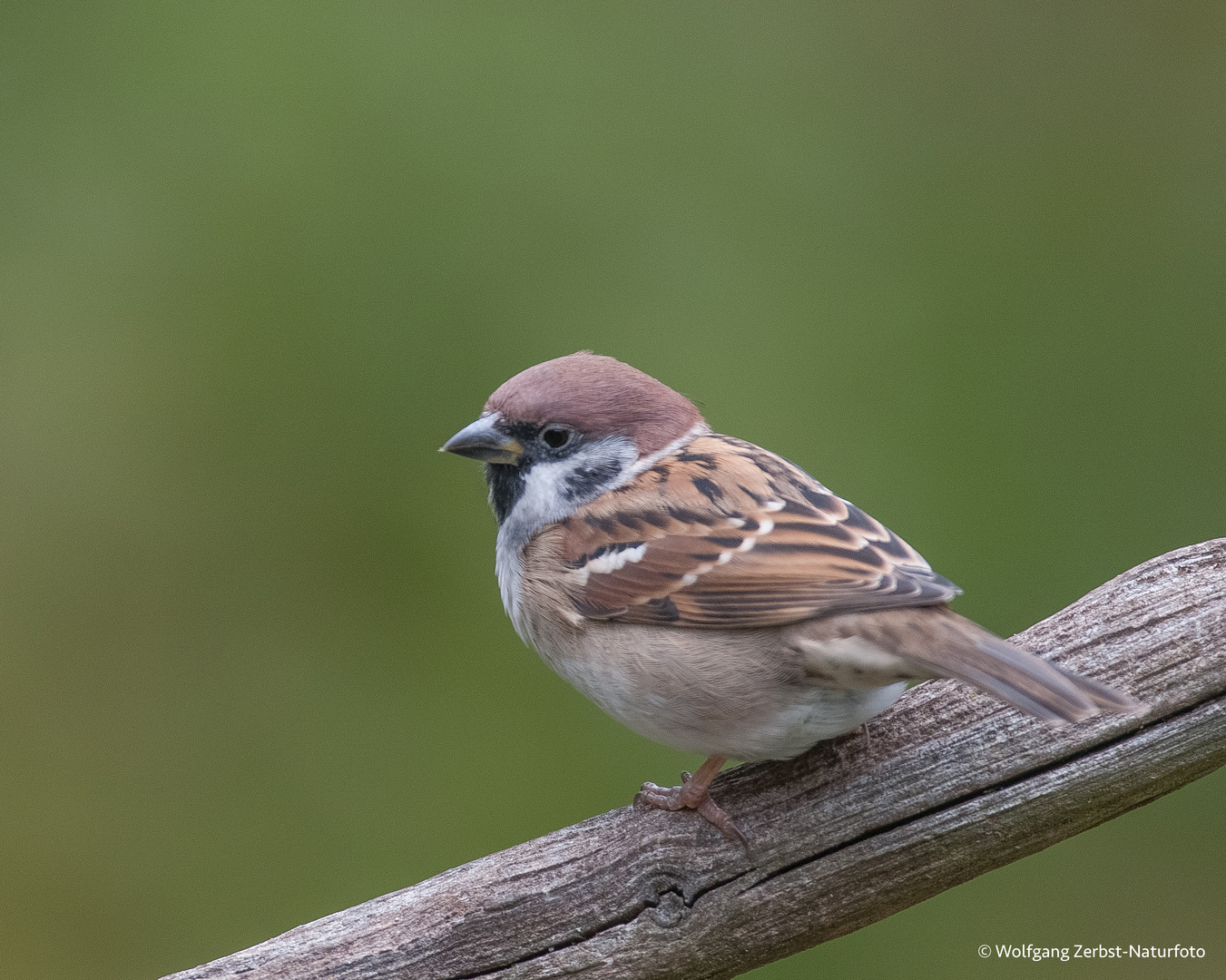 -- Feldsperling -- Foto & Bild | fotos, natur, tiere Bilder auf ...