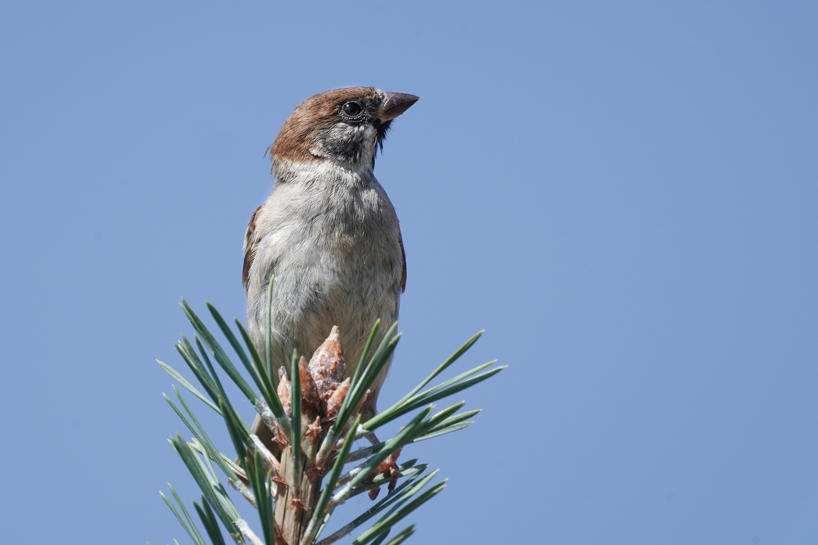 Feldsperling Foto & Bild | baum, natur, tiere Bilder auf fotocommunity