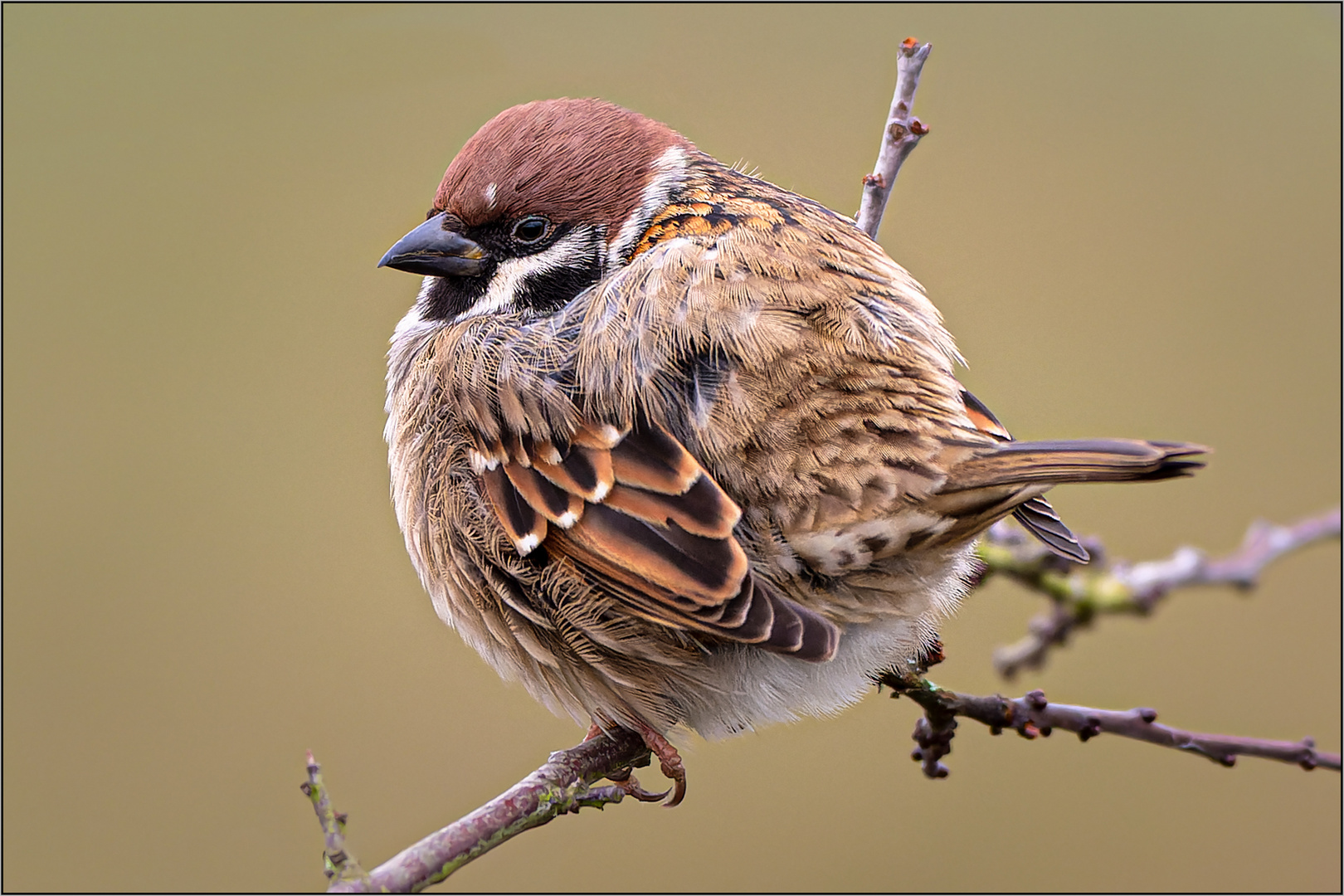 Feldsperling Foto & Bild | tiere, wildlife, wild lebende vögel Bilder ...