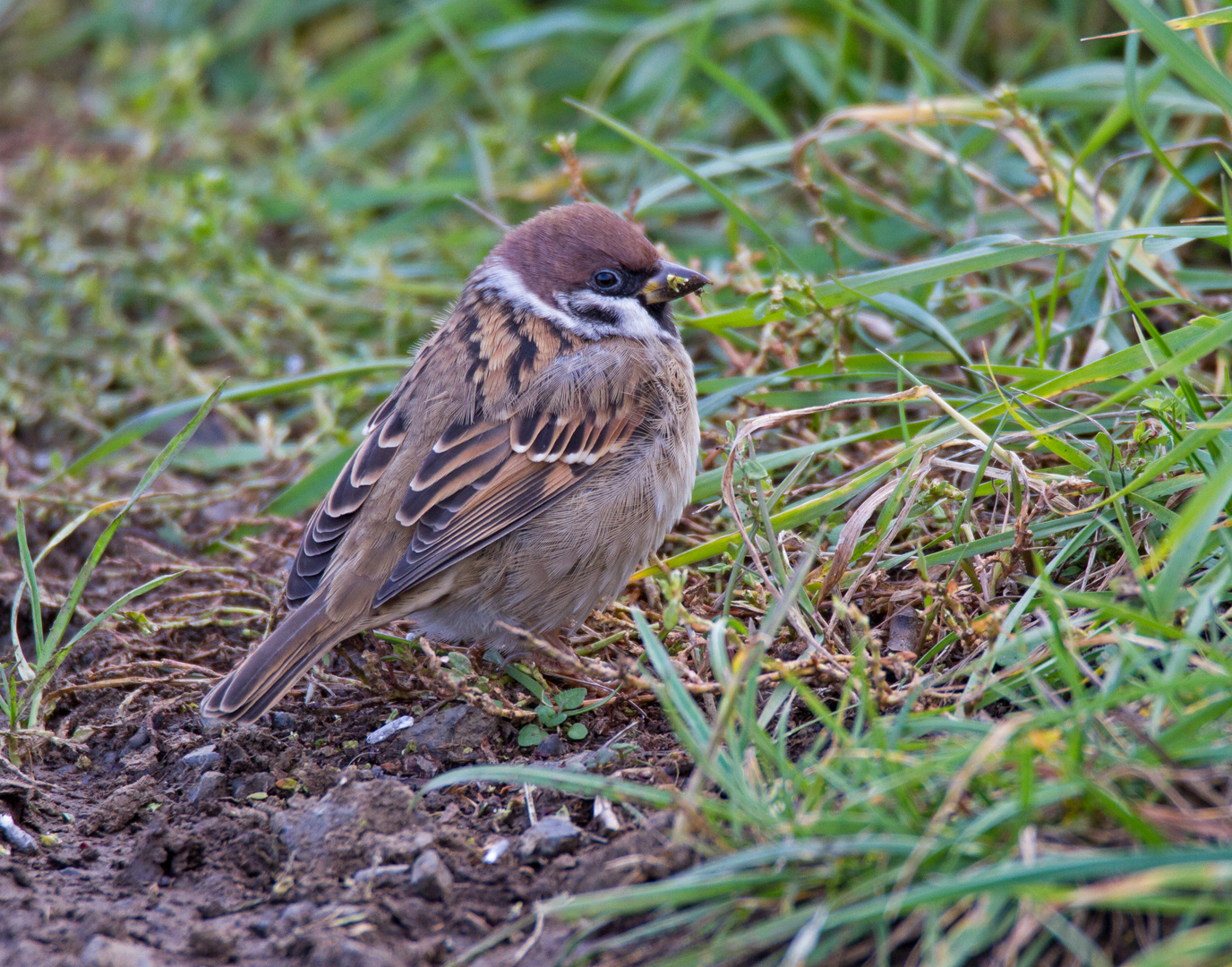 Feldsperling Foto & Bild | tiere, wildlife, wild lebende vögel Bilder ...