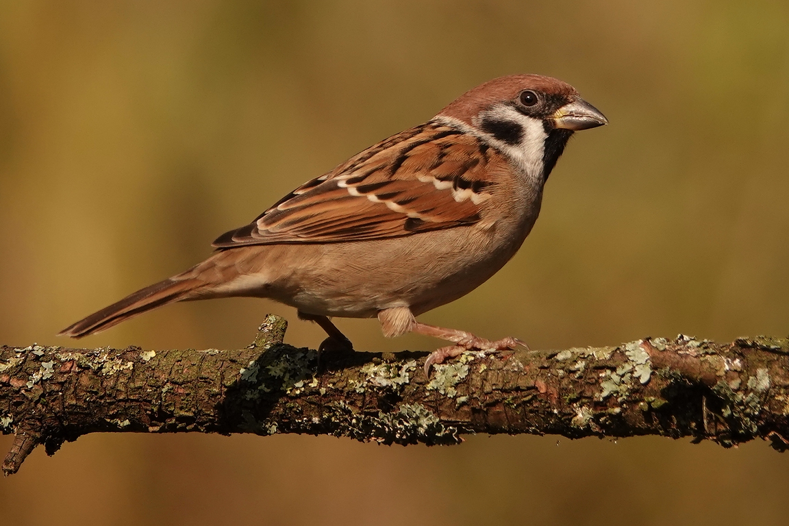 Feldsperling Foto & Bild | natur, tiere, vögel Bilder auf fotocommunity