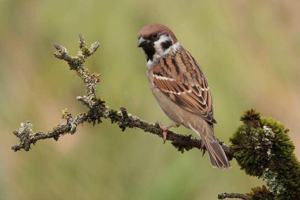 Feldsperling | Naturfotografie Urs Kägi