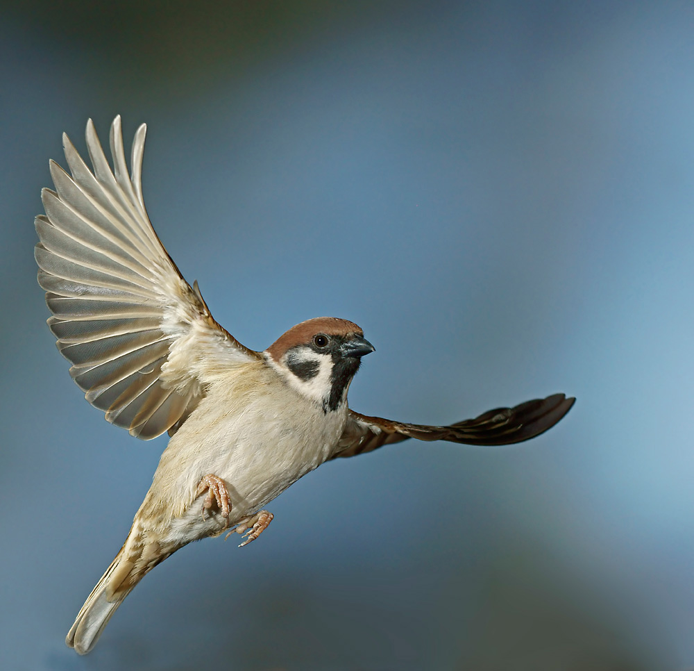 Feldsperling Foto & Bild | tiere, wildlife, wild lebende vögel Bilder ...