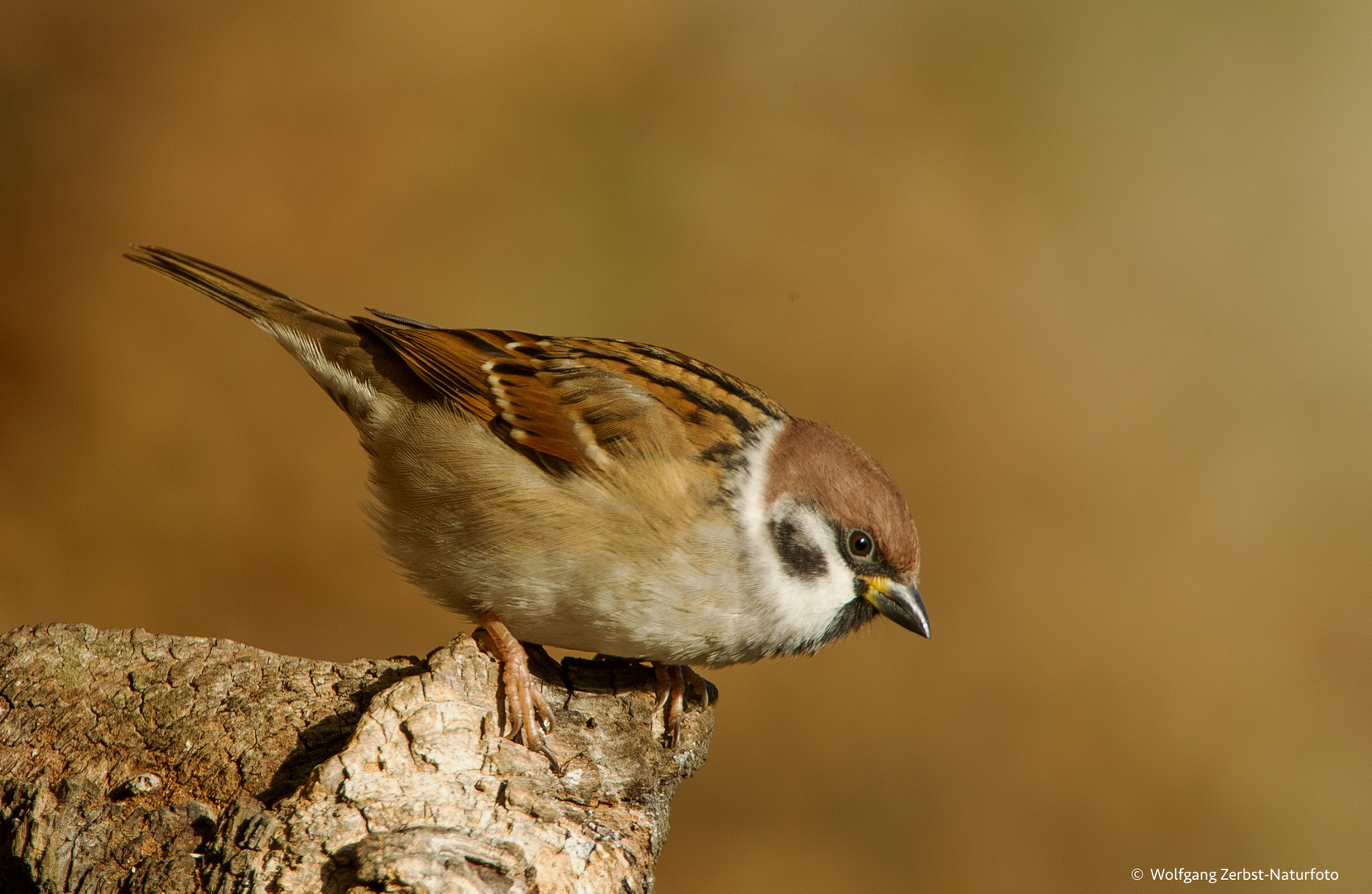 - FELDSPERLING - Foto & Bild | fotos, world, natur Bilder auf fotocommunity