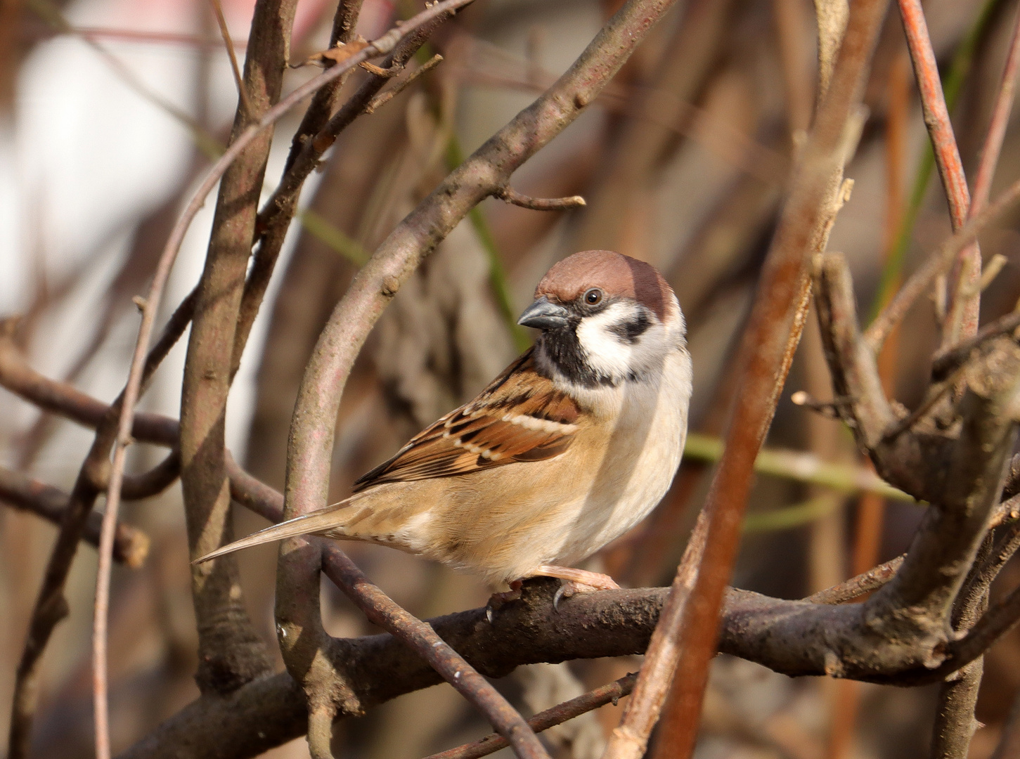 Feldsperling Foto & Bild | vögel im winter, outdoor, winter Bilder auf ...