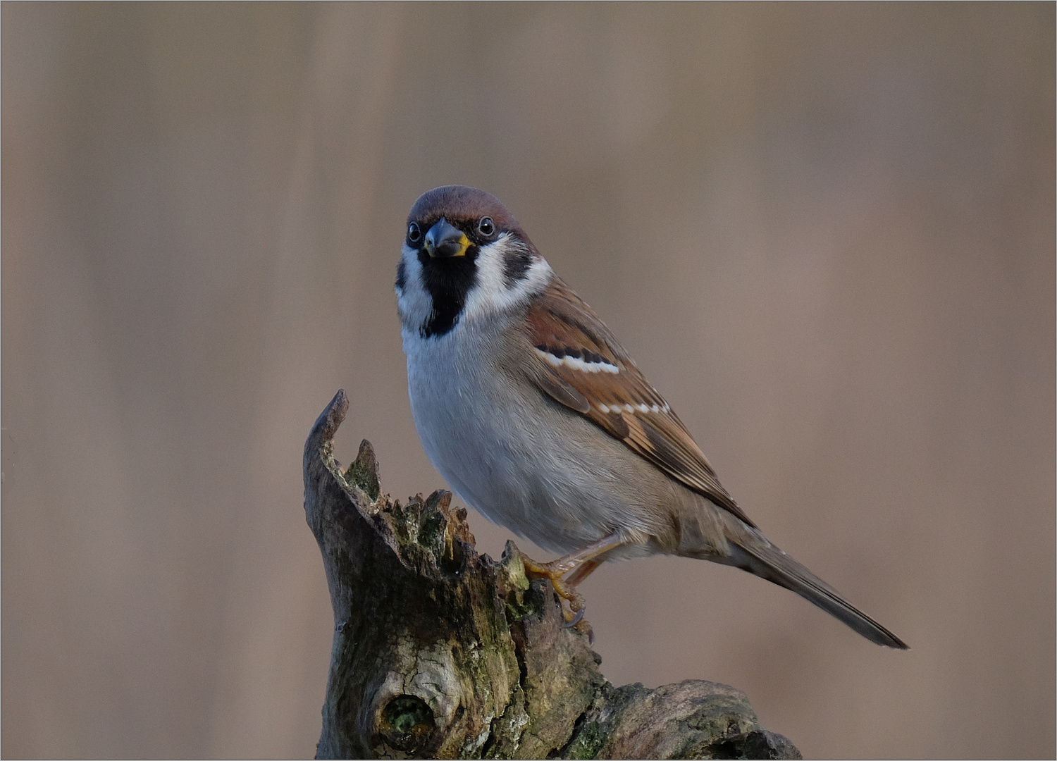 Feldsperling Foto & Bild | tiere, wildlife, wild lebende vögel Bilder ...