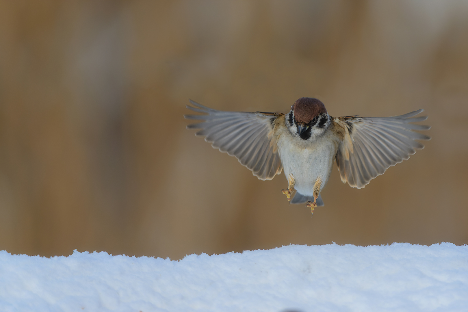 Feldsperling Foto & Bild | tiere, wildlife, wild lebende vögel Bilder ...