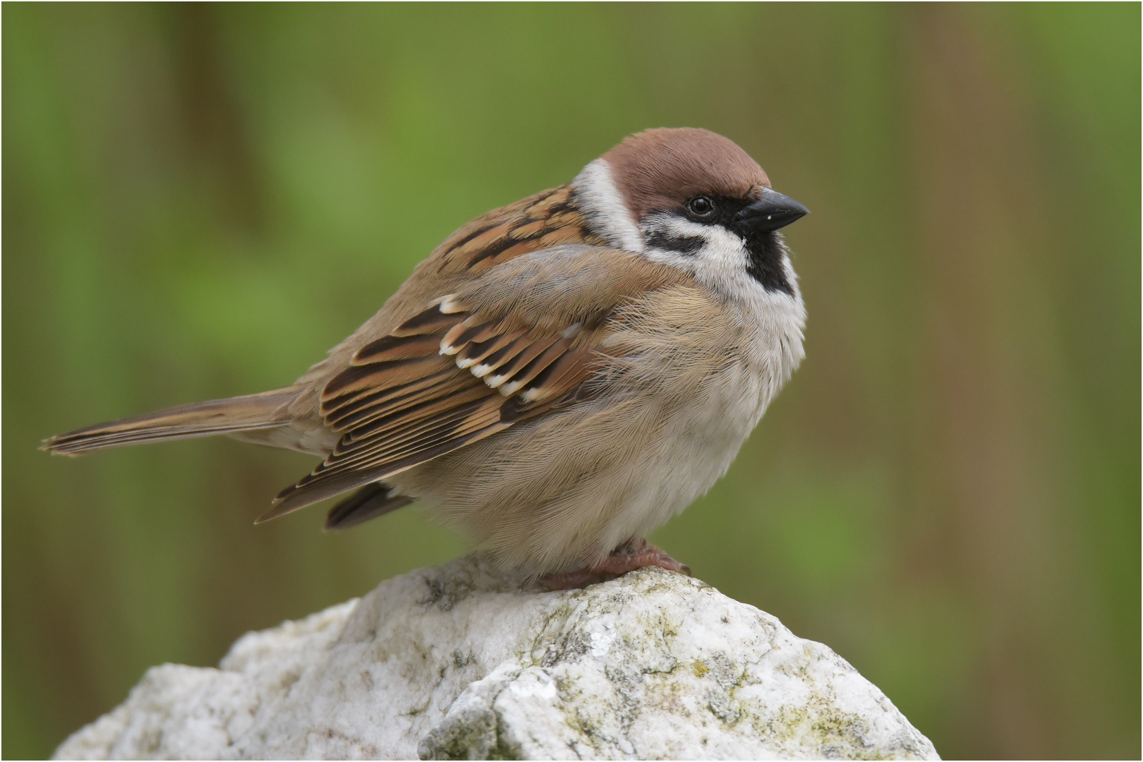 Feldsperling Foto & Bild | tiere, wildlife, wild lebende vögel Bilder ...