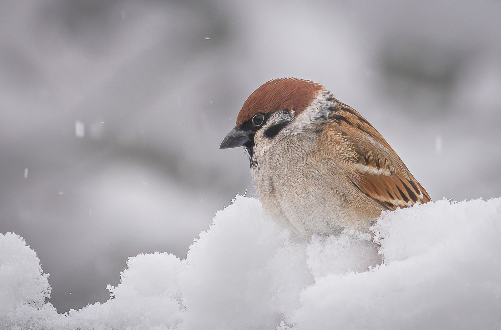 Feldsperling im Schnee Foto & Bild | tiere, wildlife, wild lebende ...