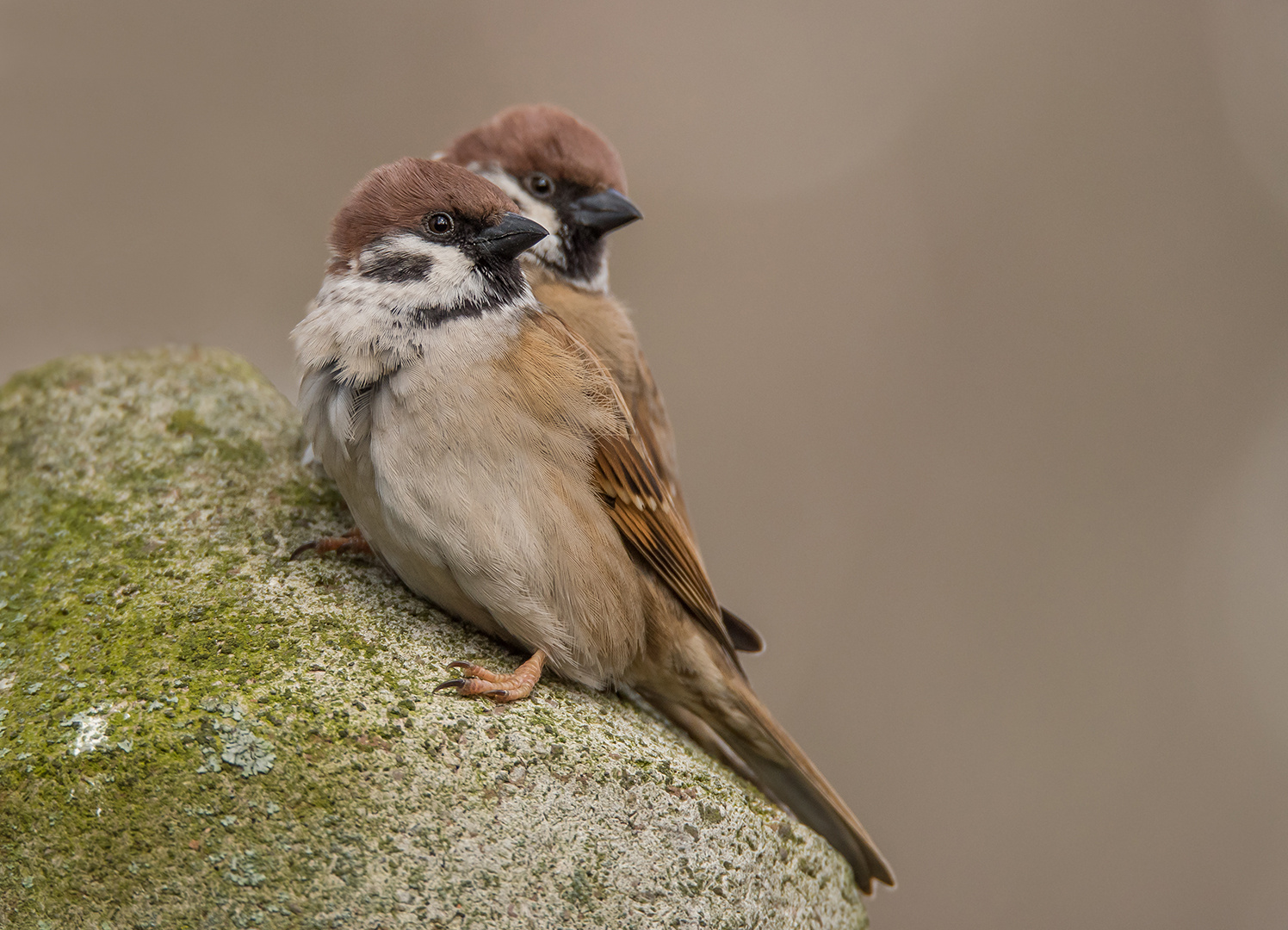 Feldsperling oder Feldspatz (Passer montanus) Foto & Bild | natur ...