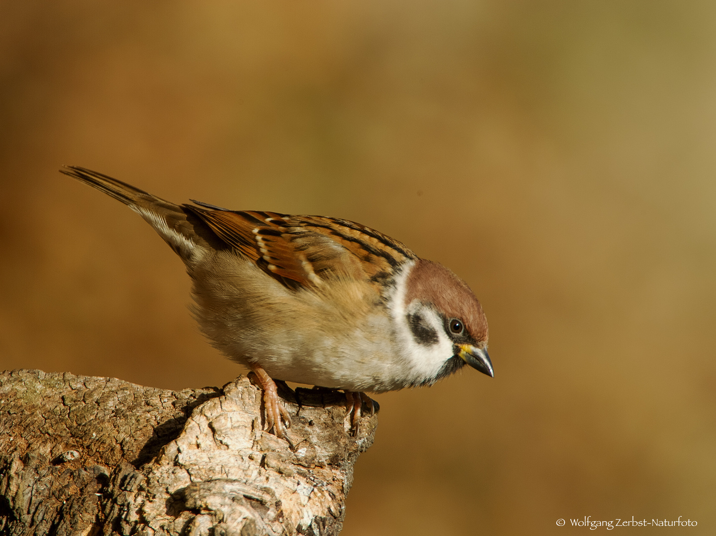 - FELDSPERLING -( Passer montanus ) Foto & Bild | fotos, world, natur ...