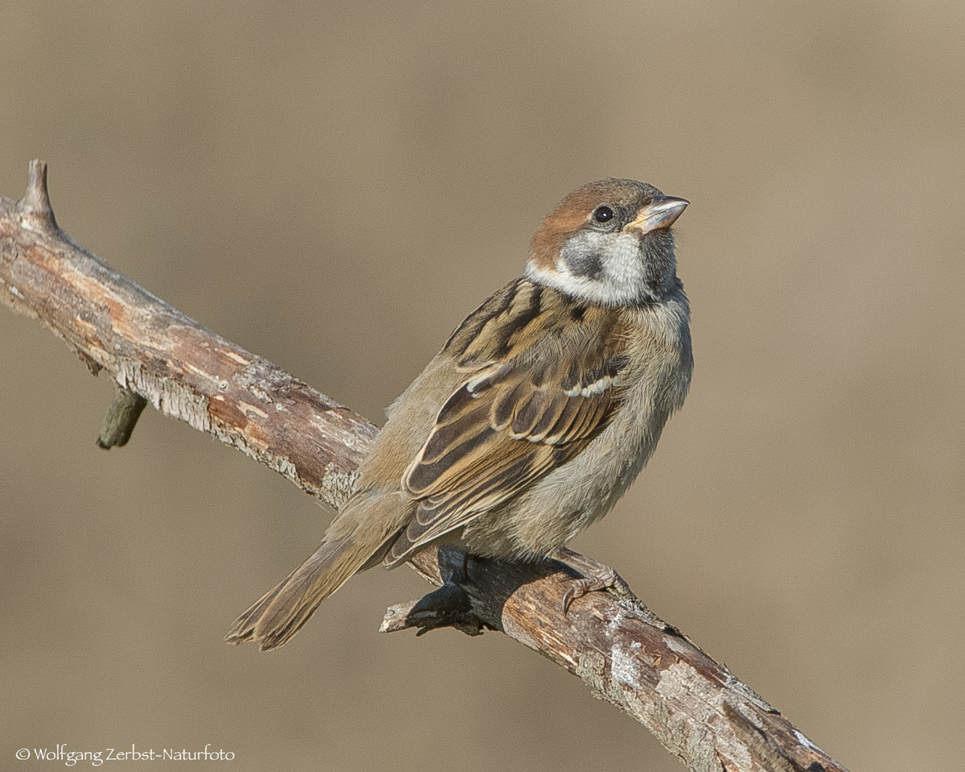 " Feldsperling " ( Passer montanus ) Foto & Bild | fotos, world, natur ...