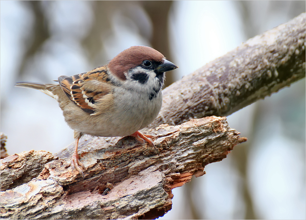 Feldsperling (Passer montanus) Foto & Bild | winter, natur, sperling ...