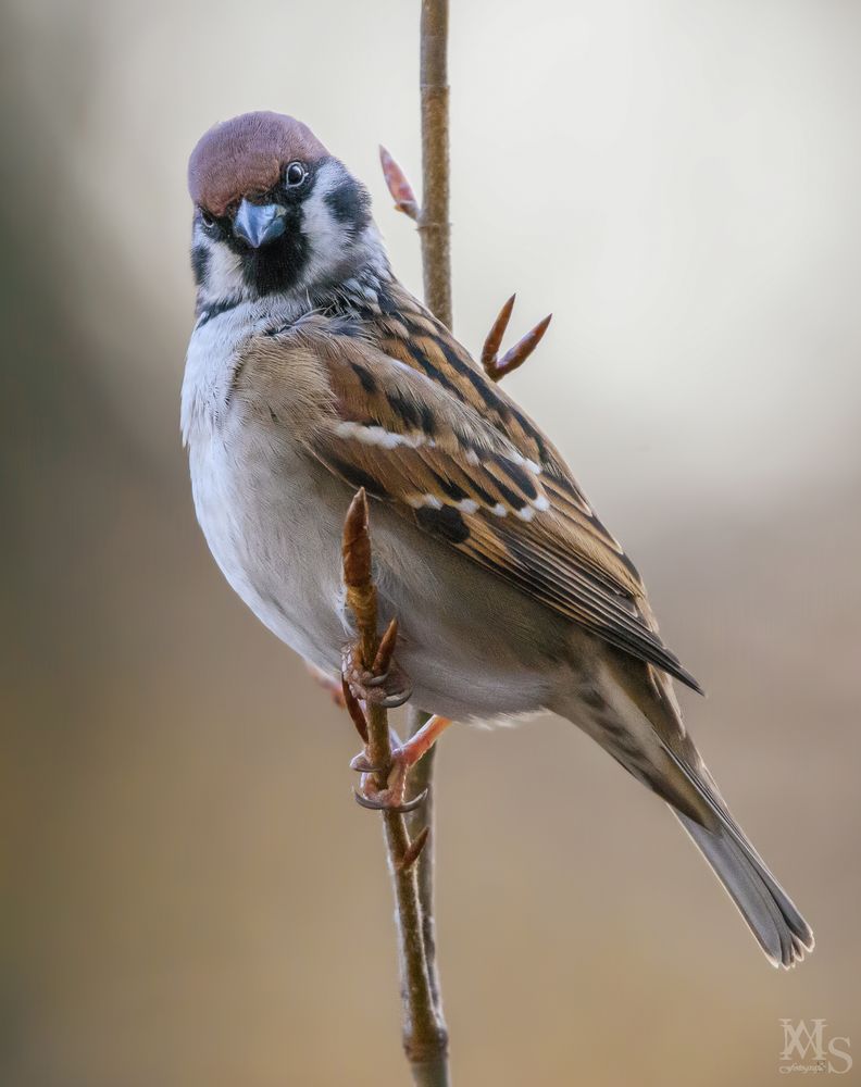 Feldsperling Portrait Foto & Bild | tiere, wildlife, wild lebende vögel ...