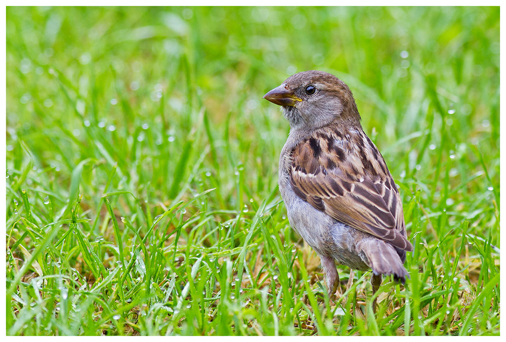 Feldsperling Weibchen Foto & Bild | tiere, wildlife, wild lebende vögel ...