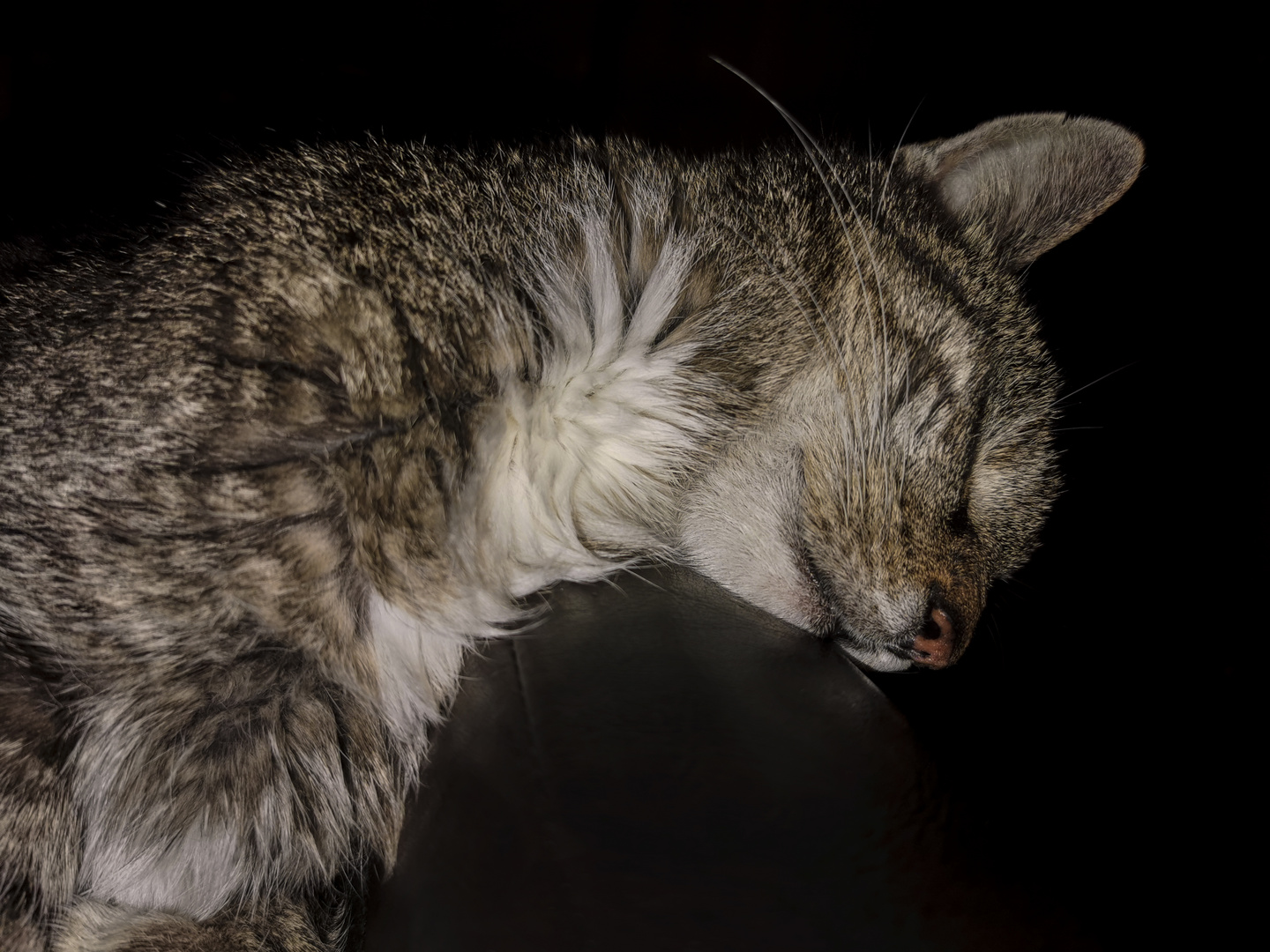 Feli Foto & Bild | spezial, natur, katze Bilder auf fotocommunity