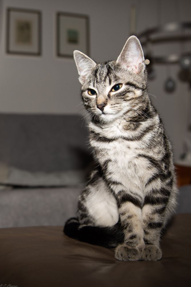 Feli Foto & Bild | tiere, haustiere, katzen Bilder auf fotocommunity