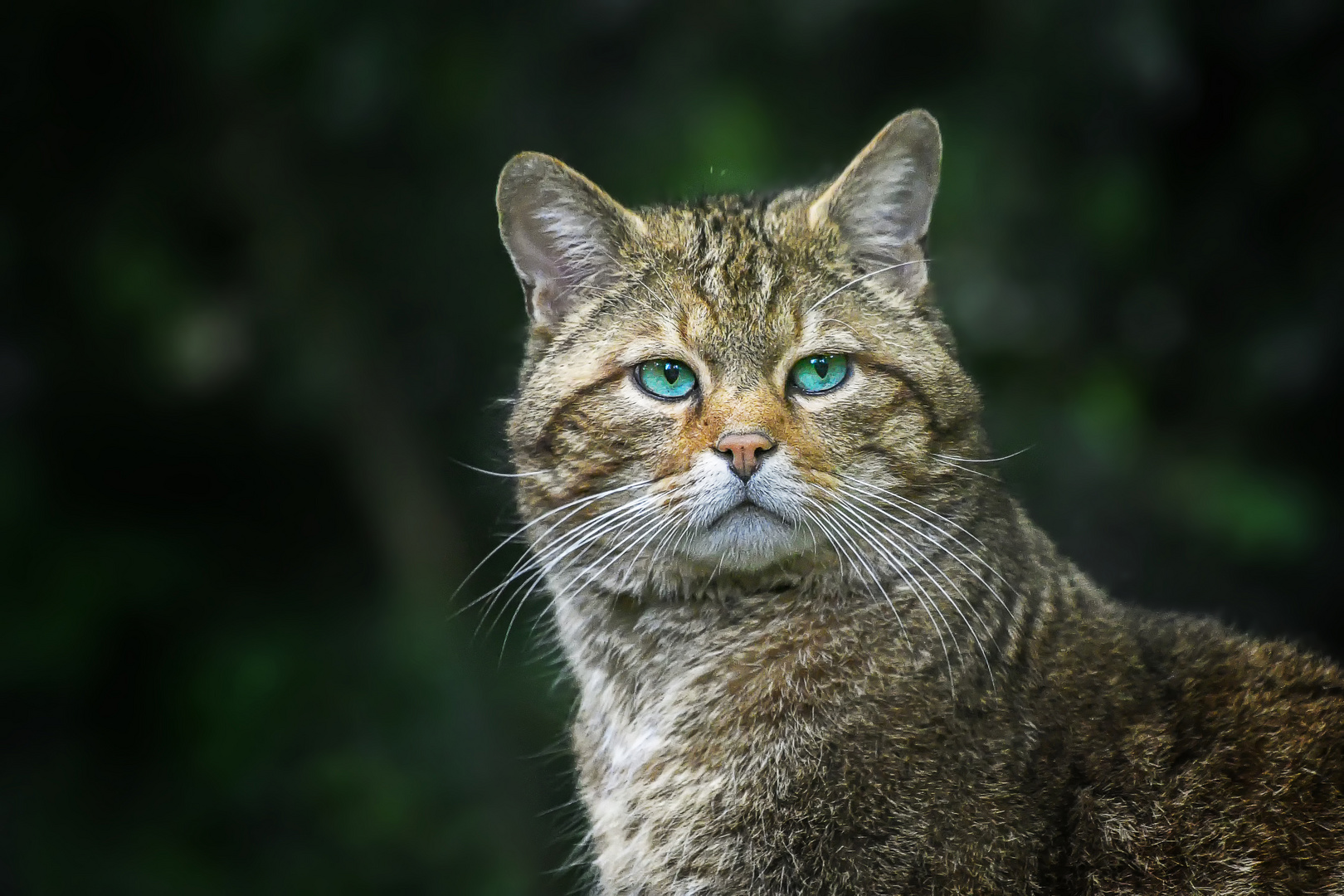 Felis silvestris silvestris Foto & Bild | tiere, zoo, wildpark ...