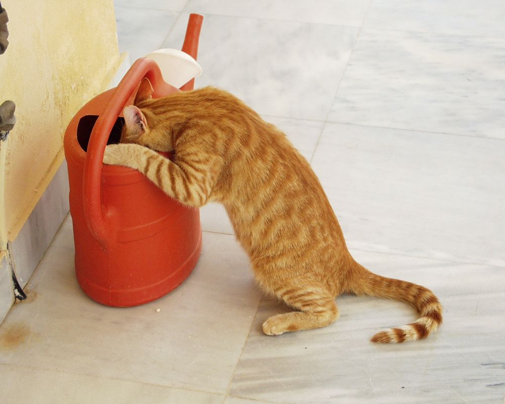 Felix hat Durst Foto & Bild | tiere, haustiere, katzen Bilder auf ...