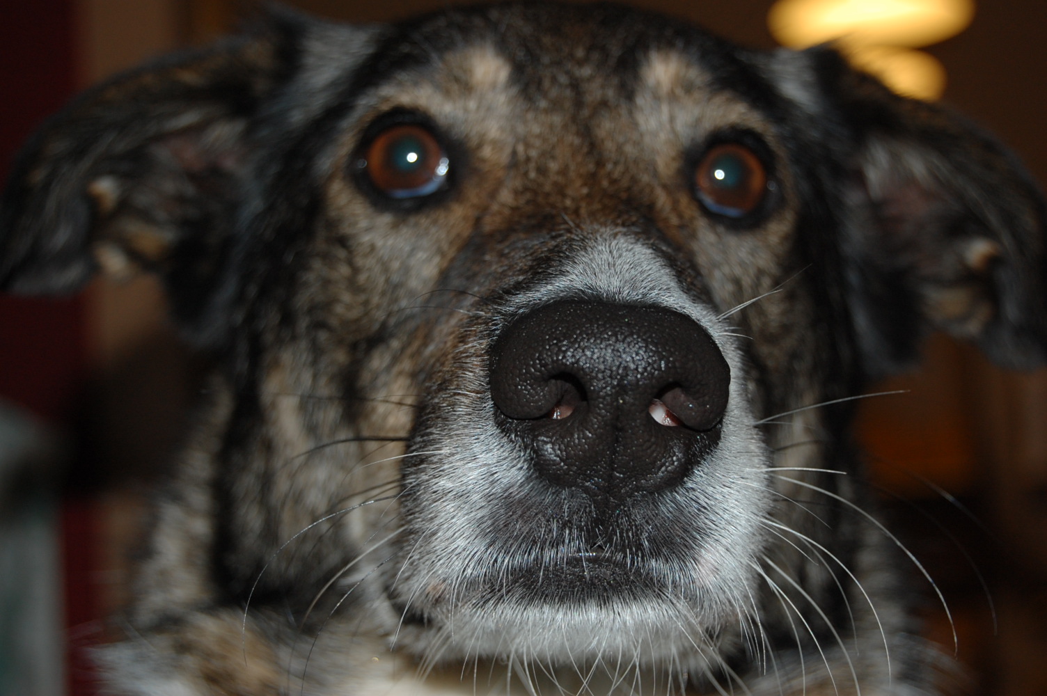 Fellnase Foto & Bild | tiere, haustiere, hunde Bilder auf fotocommunity