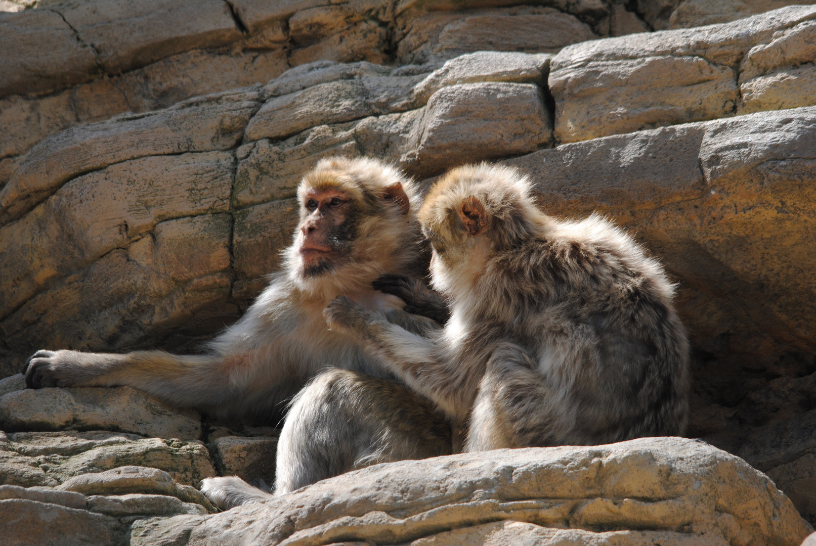 Fellpflege Foto & Bild | tiere, zoo, wildpark & falknerei, säugetiere Bilder auf fotocommunity
