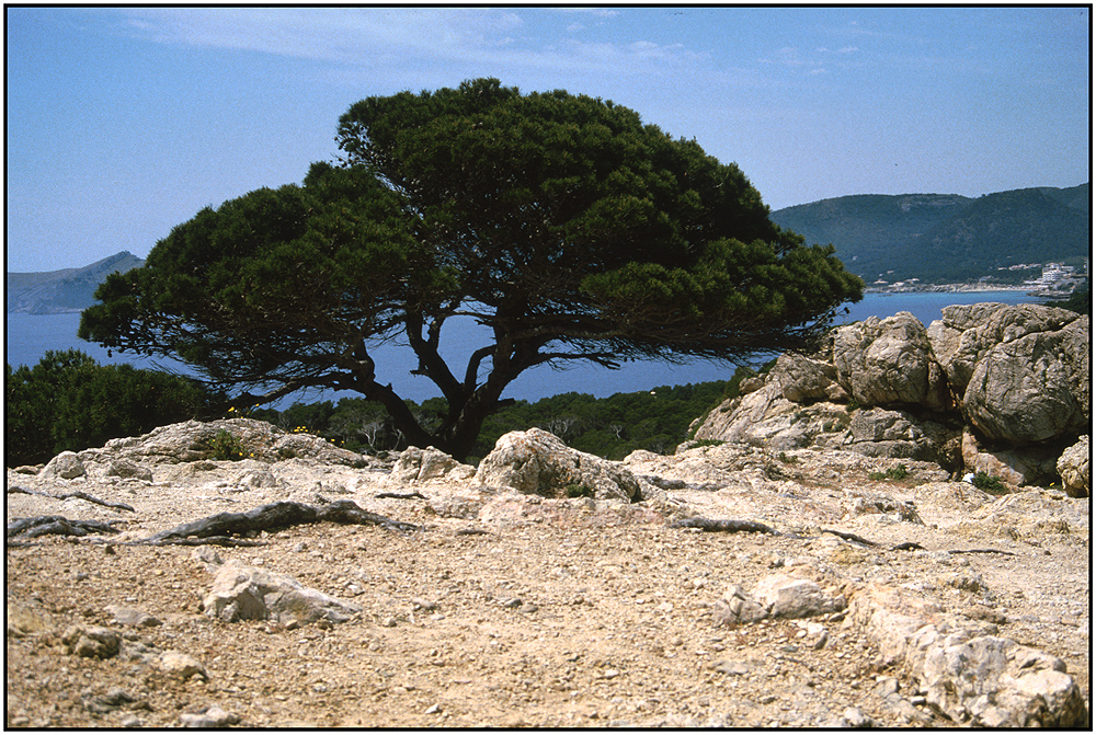 "Felsen-Baum" Foto & Bild | europe, balearic islands, spain Bilder auf ...