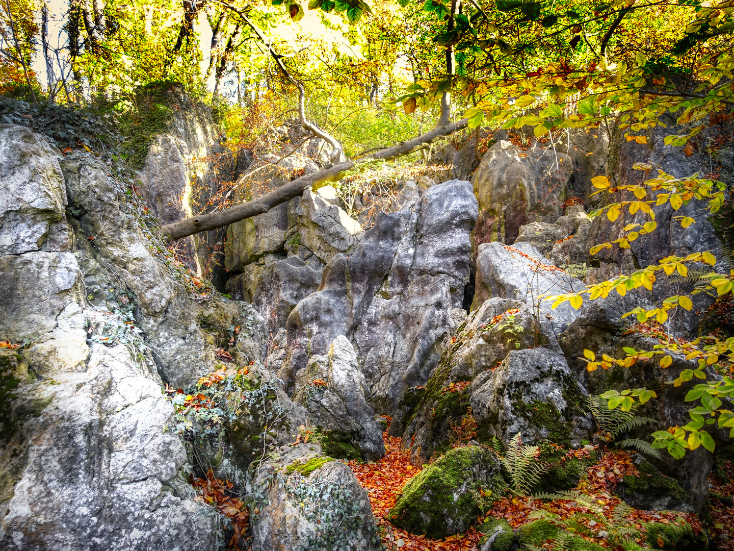 Felsen im Wald Foto & Bild | world, wald, outdoor Bilder auf fotocommunity