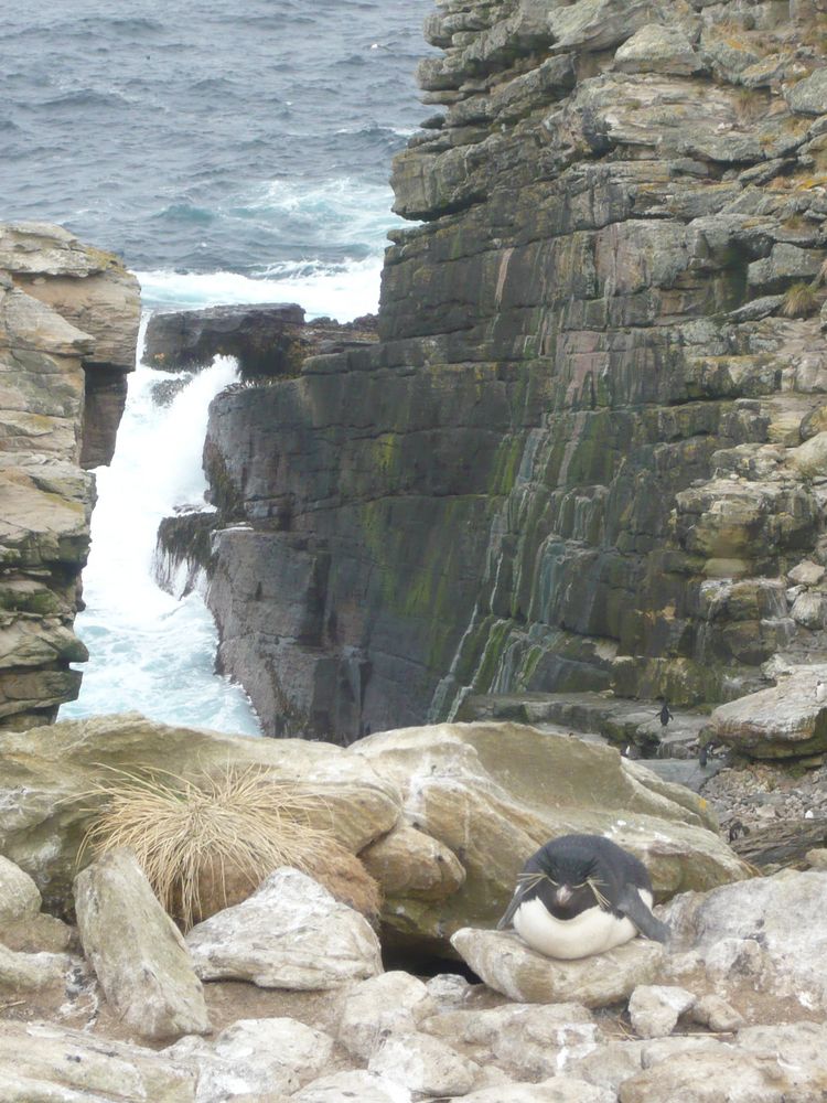 Felsenpinguin auf New Island Foto & Bild | world, meer, natur Bilder ...