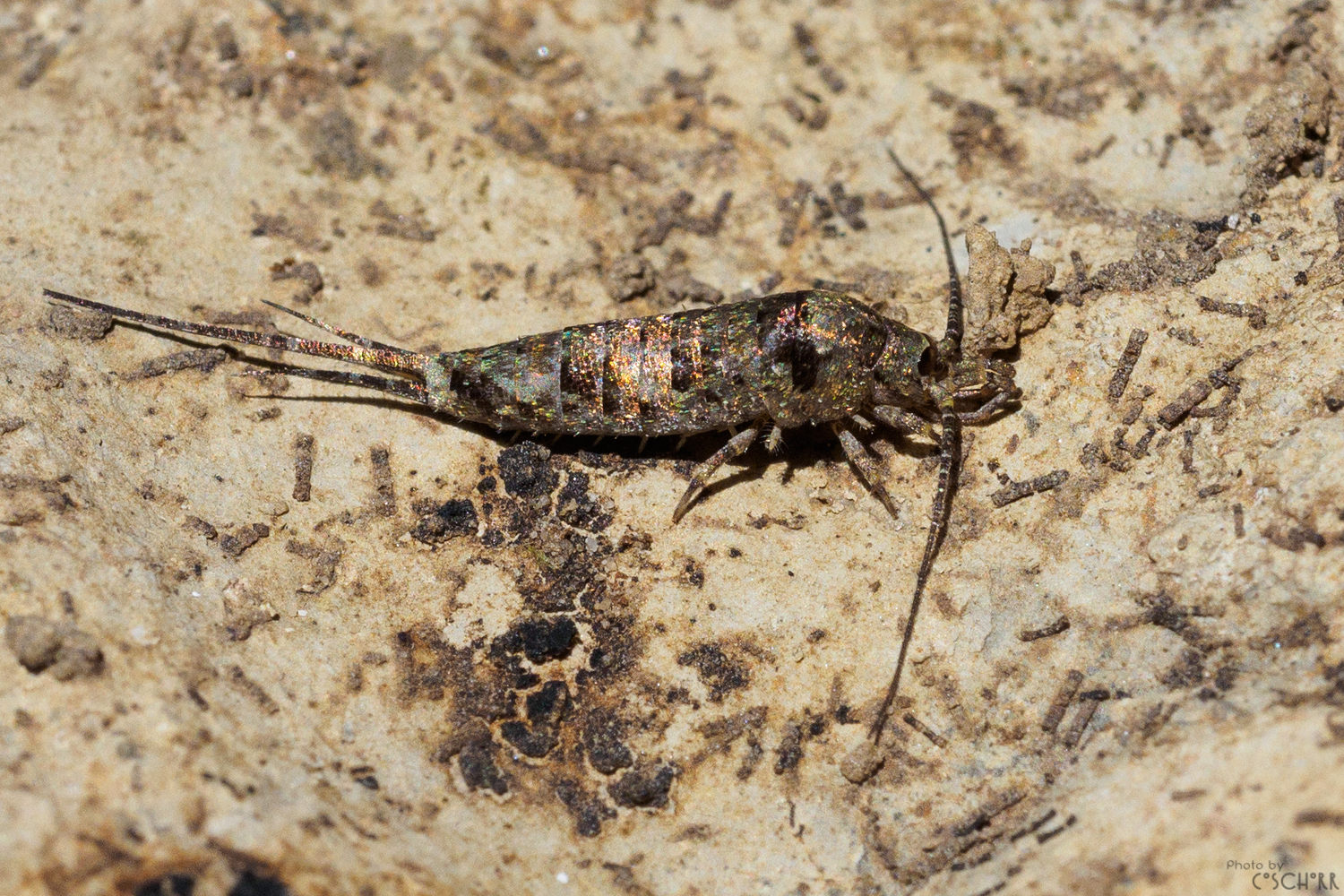Felsenspringer - Archaeognatha Foto & Bild | natur, insekten, tiere ...