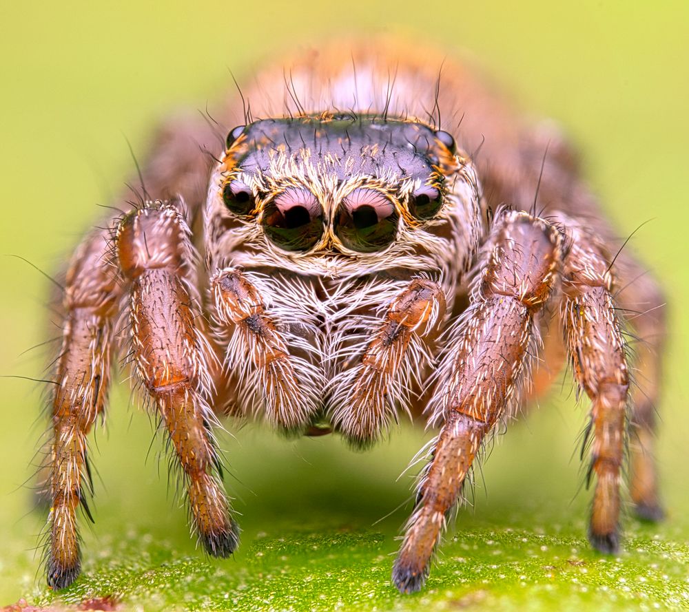 Female Evarcha Arcuata Foto & Bild | makro, natur, macro Bilder auf ...