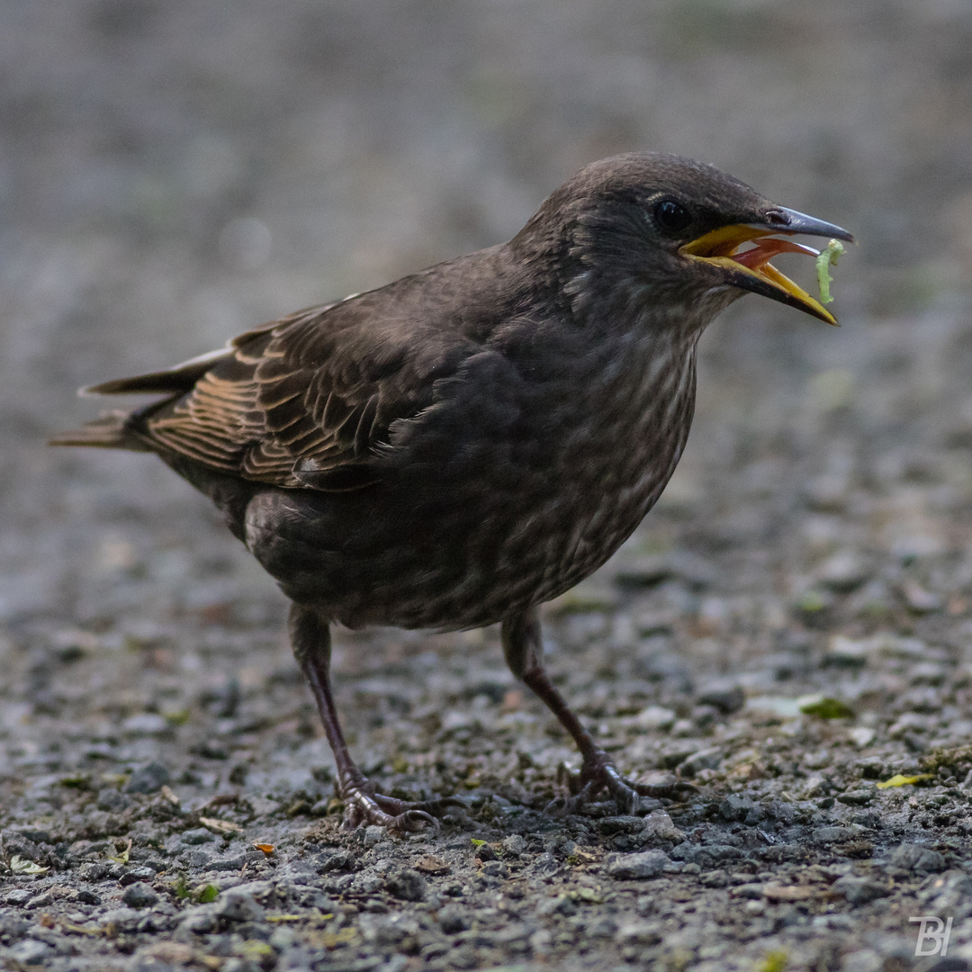 female Starling Foto & Bild | natur, tiere, wildlife Bilder auf ...