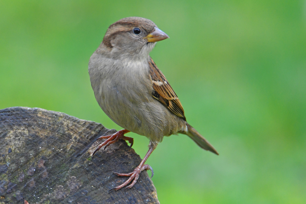 Femelle moineau photo et image | animaux, animaux sauvages, oiseaux ...