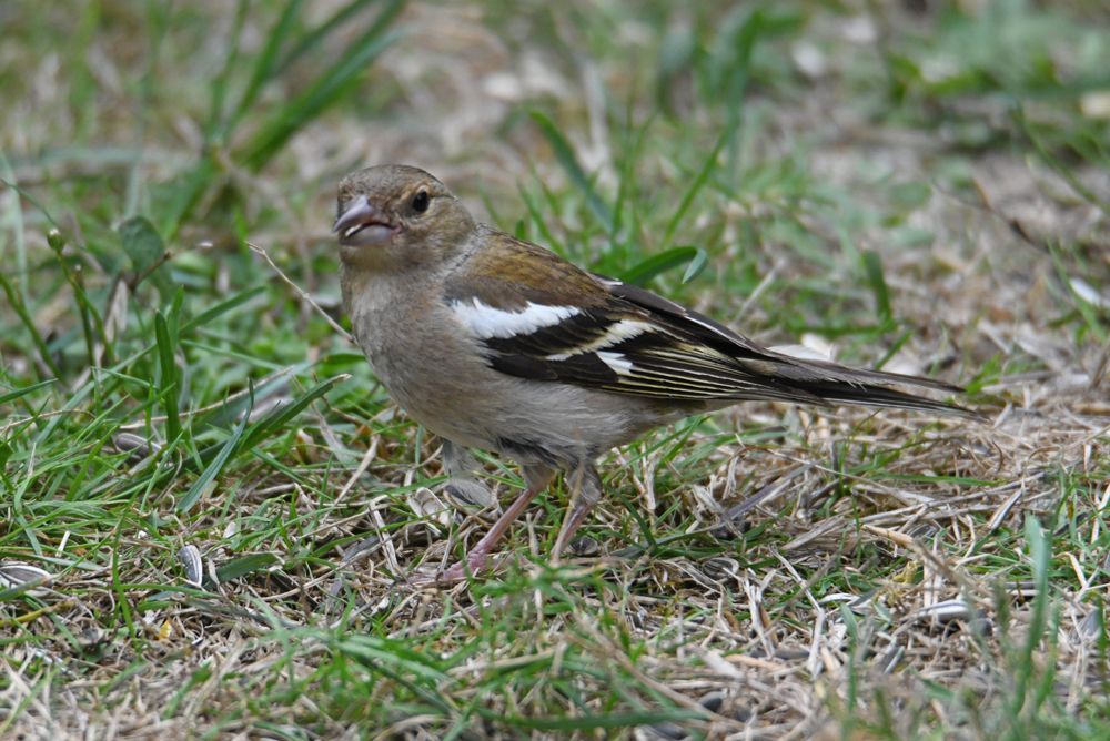 Femelle pinson photo et image | animaux, animaux sauvages, oiseaux ...