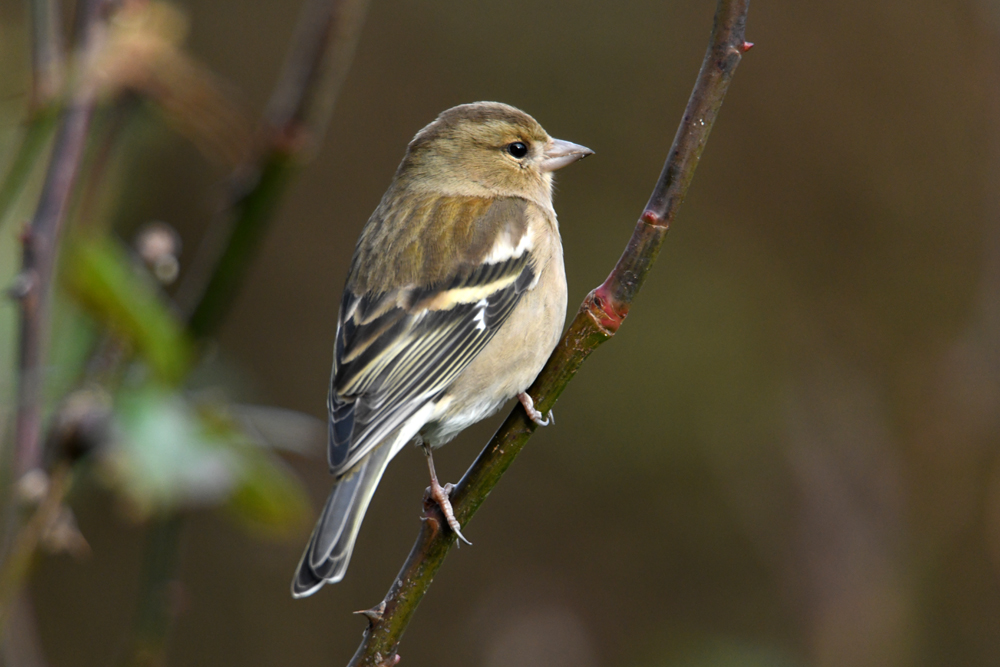 Femelle pinson photo et image | animaux, animaux sauvages, oiseaux ...